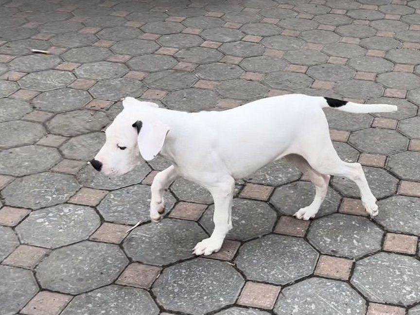 Девочка аргентинского дога в любимцы