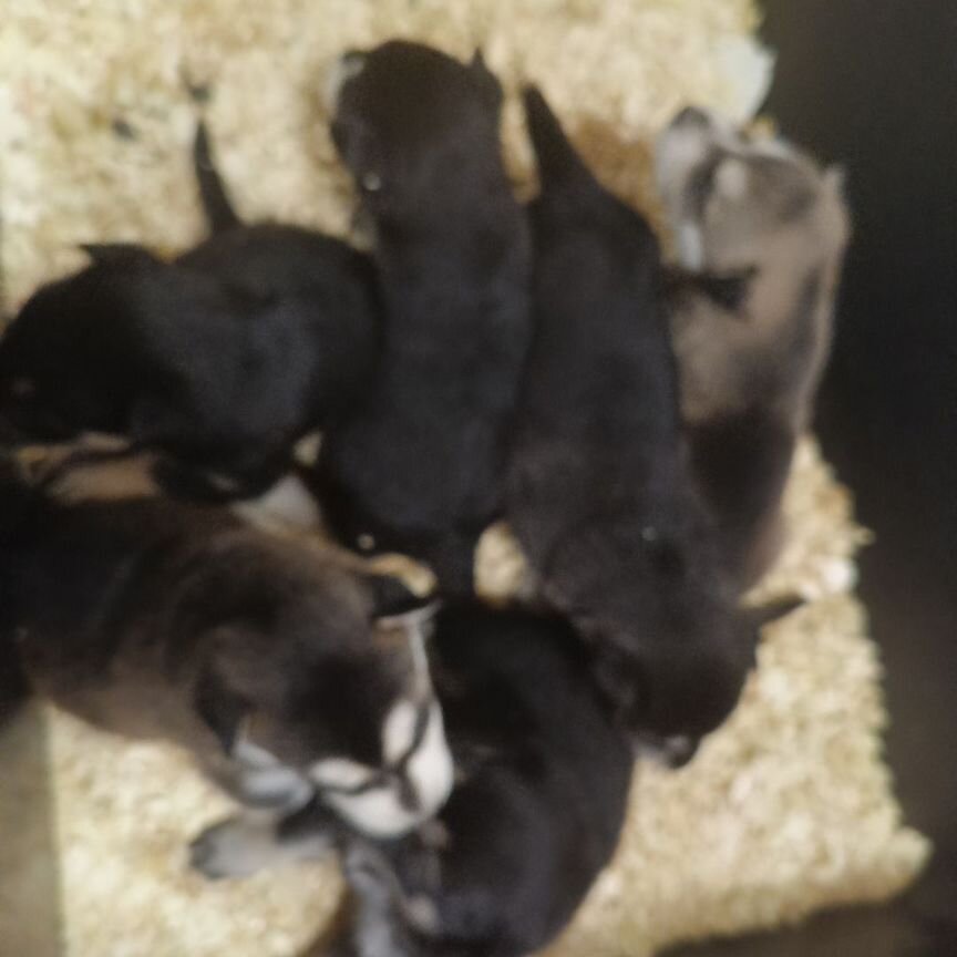 Щенки др. 12.11