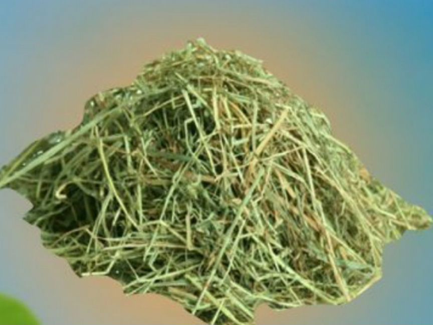 Сено для грызунов