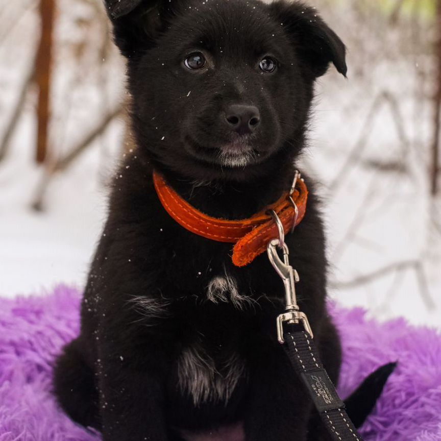 Щенки 2,5 мес в добрые руки бесплатно