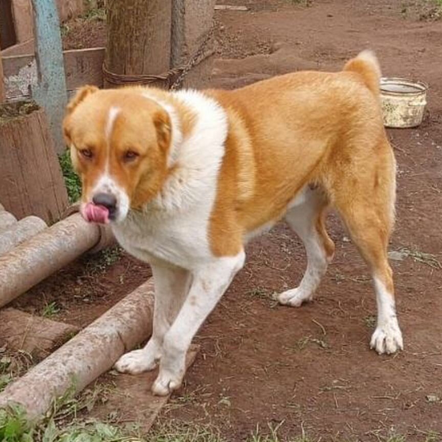 Азиатская овчарка 2года в добрые руки