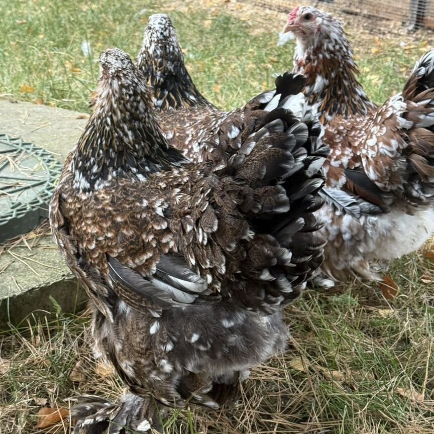 Куры породы брама