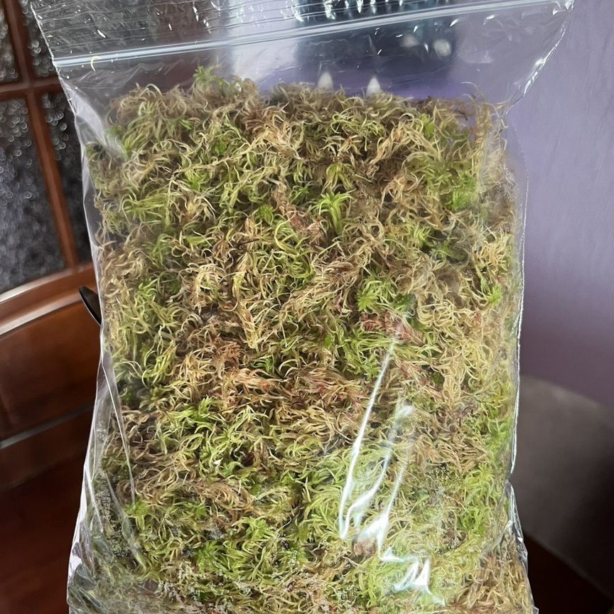 Мох сфагнум для улиток и растений