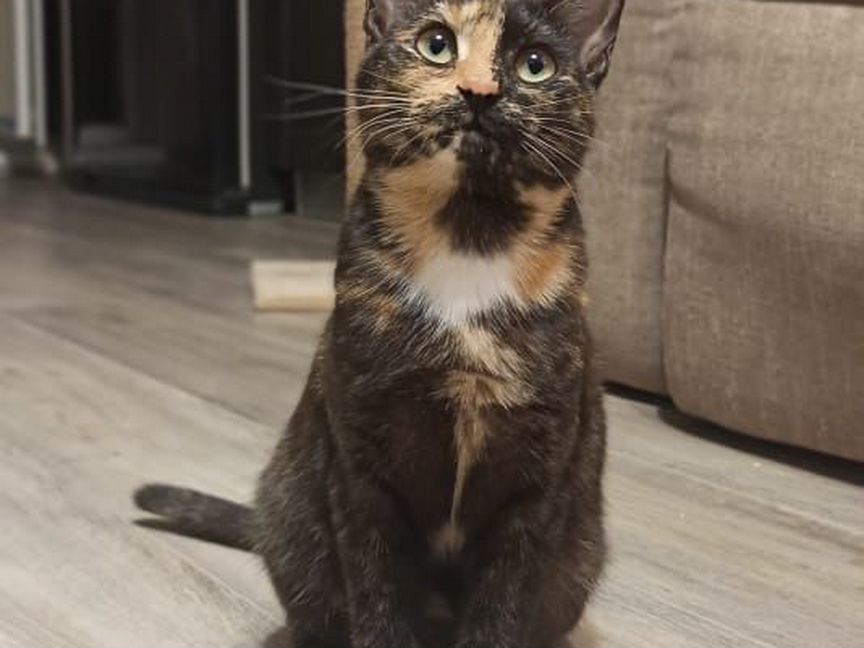 Мусильда-невероятная красотка в дар