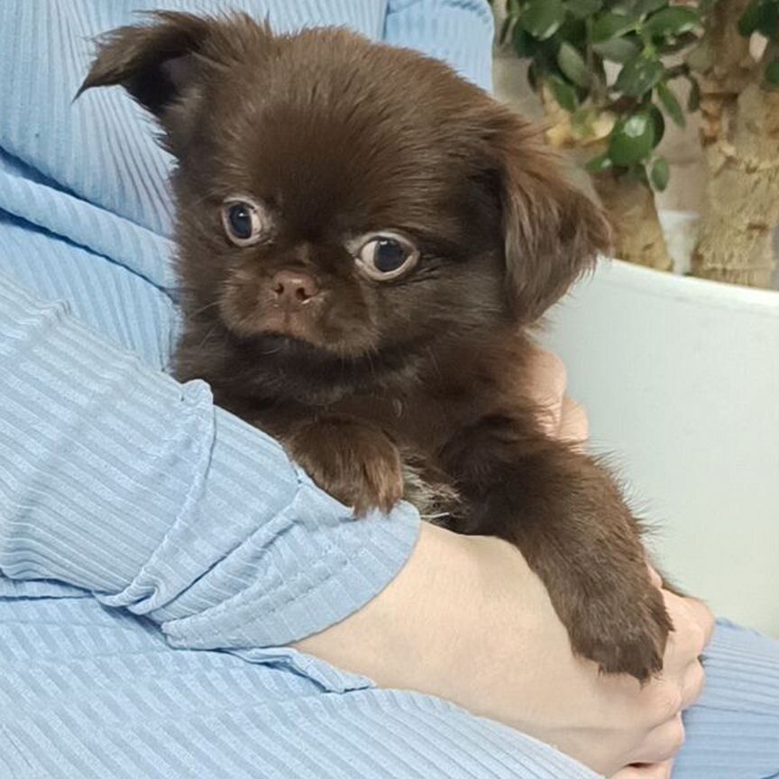 Чихуахуа, щенок