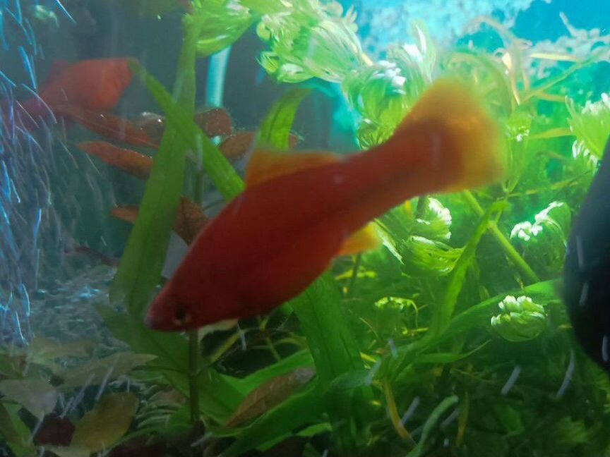 Пара меченосцев. Бронь