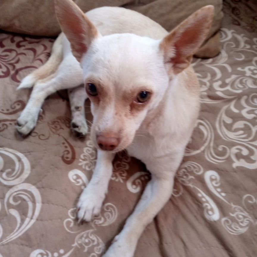 Собаки породы чихуахуа в добрые руки бесплатно