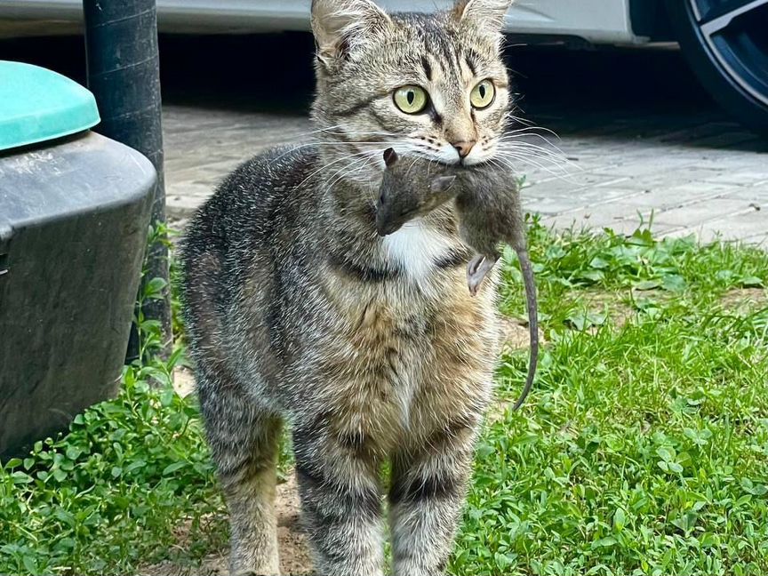 Кошки в добрые руки