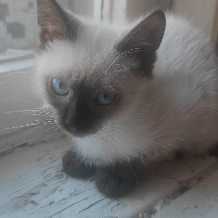 Сиамский котёнок