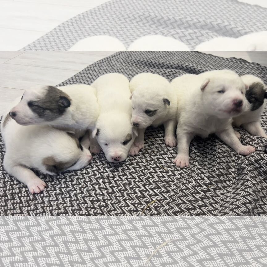 Западносибирская лайка, щенок