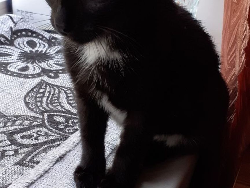 Котик