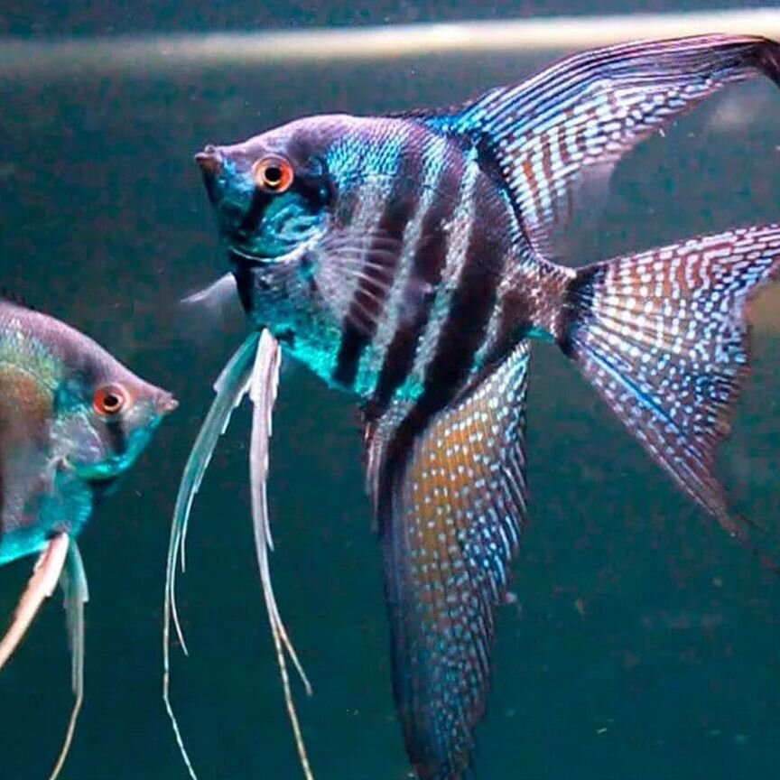 Скалярия пиной ассорти - Pterophyllum Pinoy 4-5см