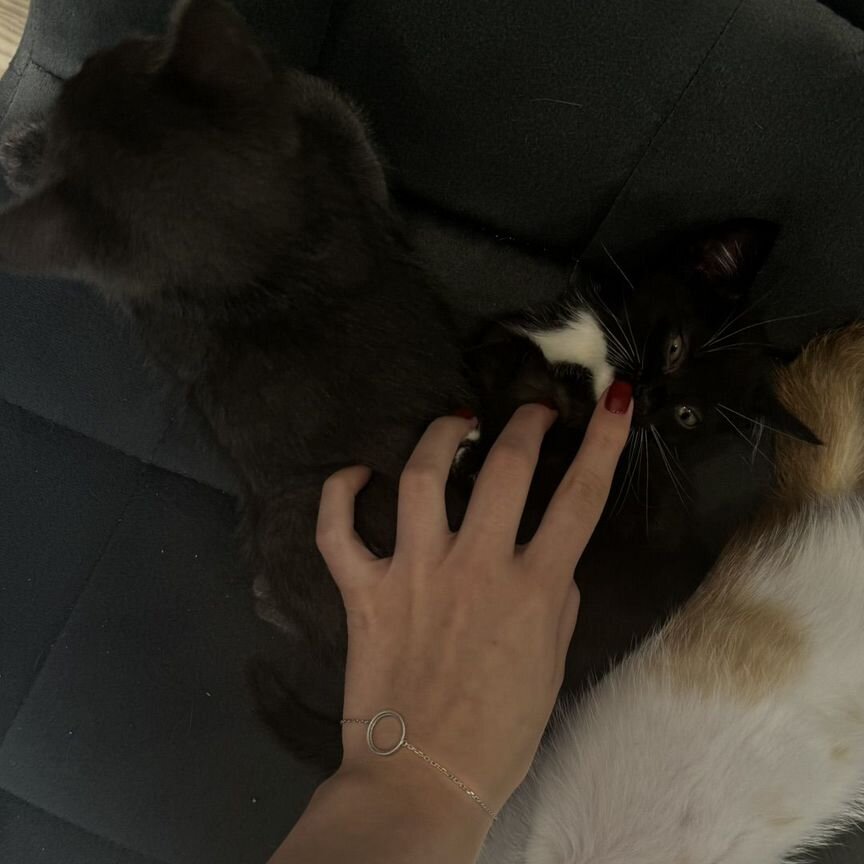 Лапульки ищут дом