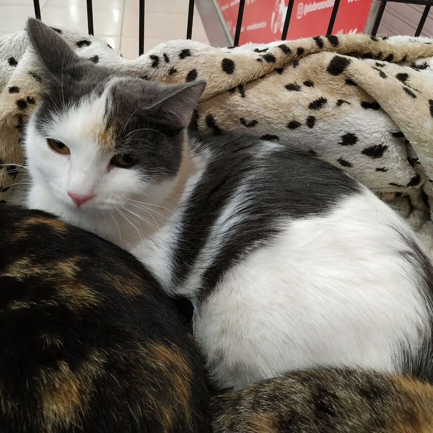 Сиротка Марыся