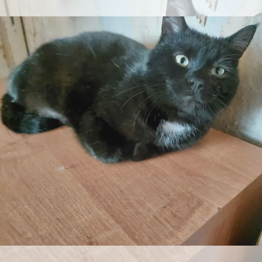 Взрослый кот в добрые руки