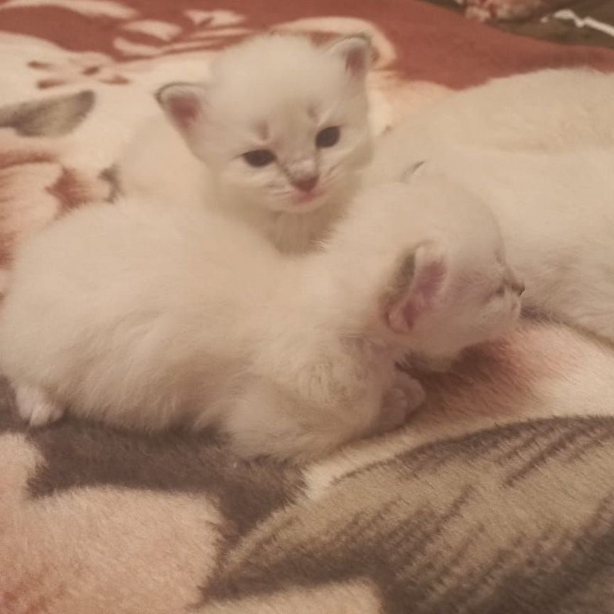 Невские котята мальчики