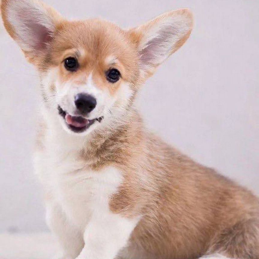 Вельш-корги пемброк