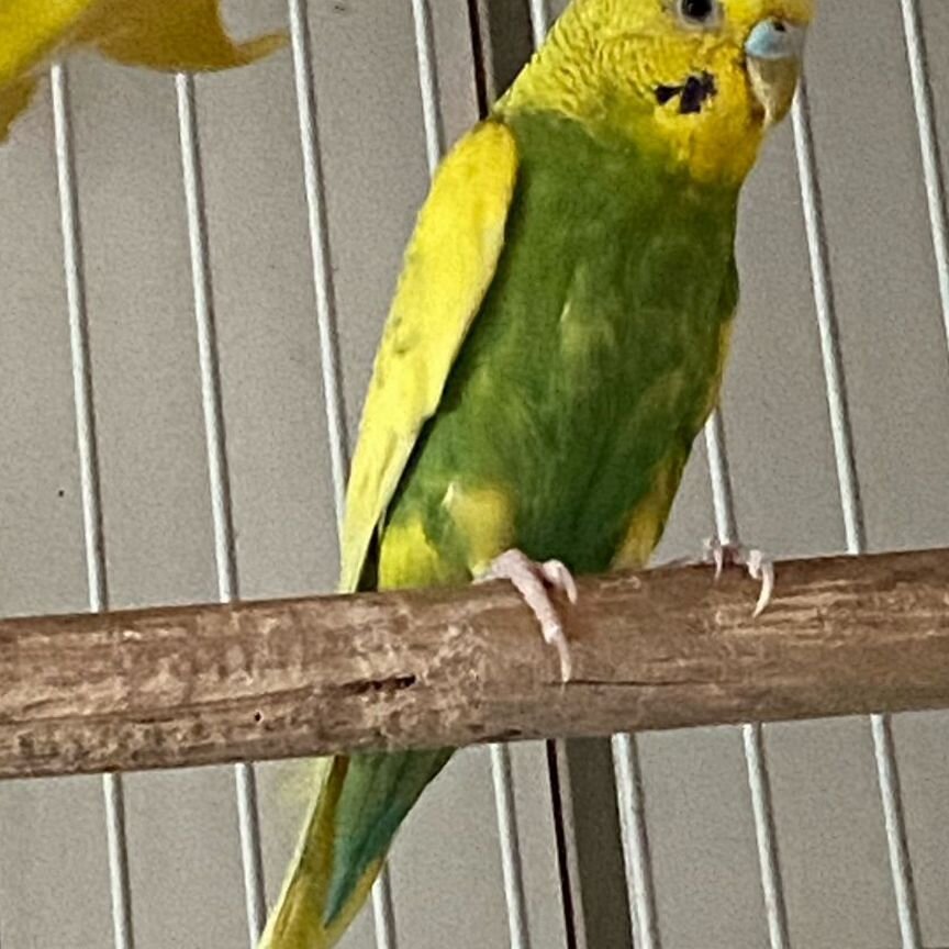 Волнистый попугай девочка