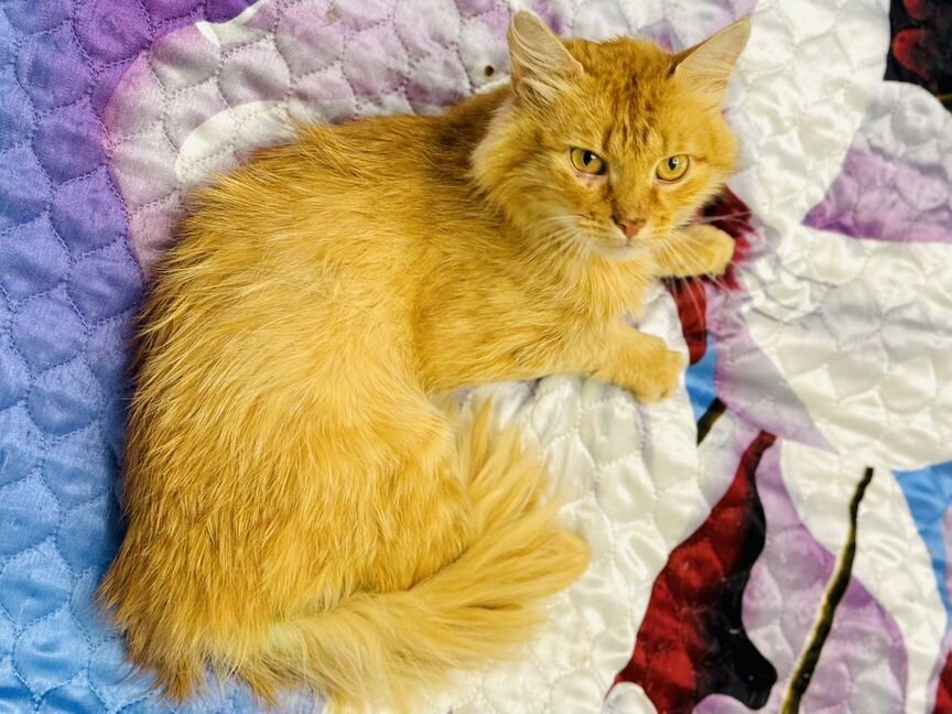 Котик в добрые руки