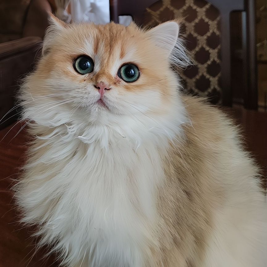 Британский длинношёрстный котёнок