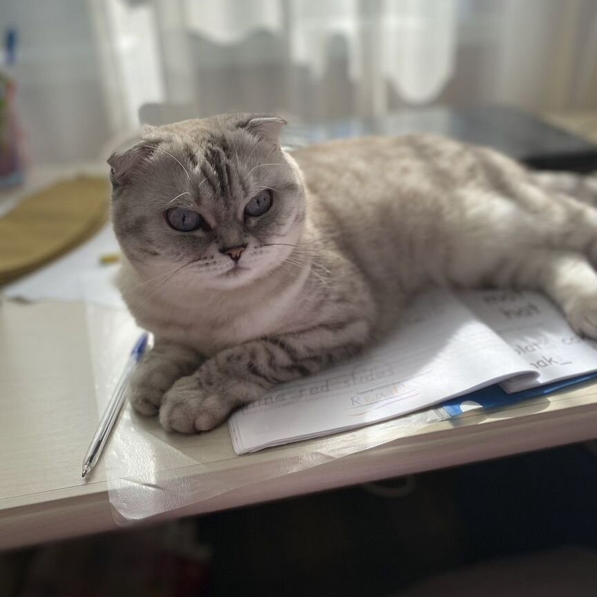 Кошка шотландская вислоухая даром