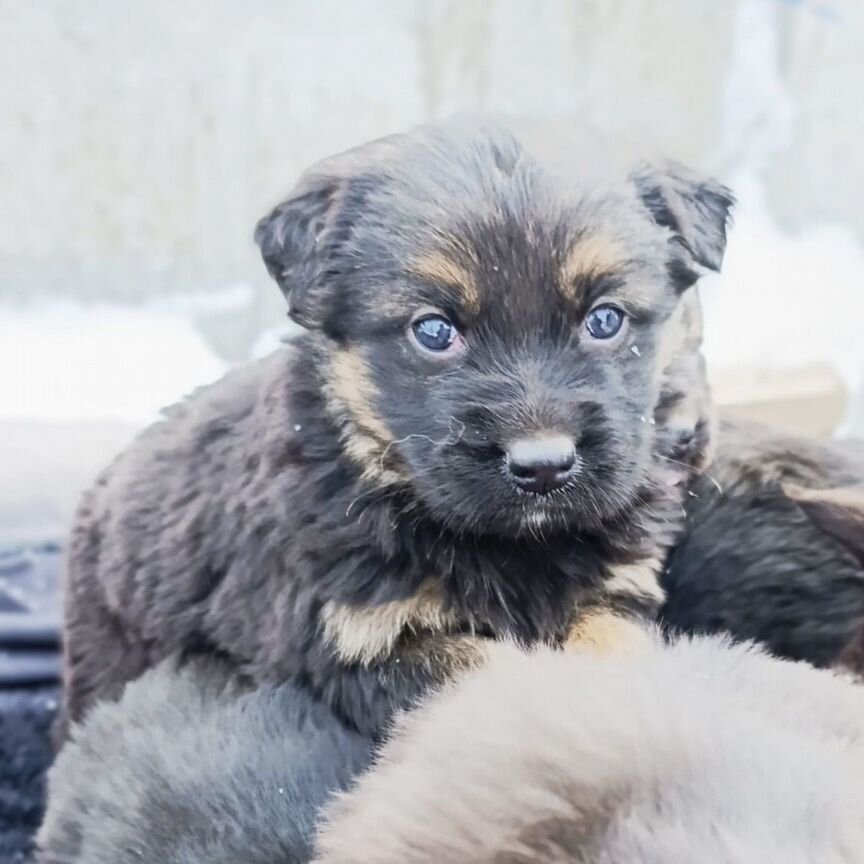 Щенок в добрые руки бесплатно