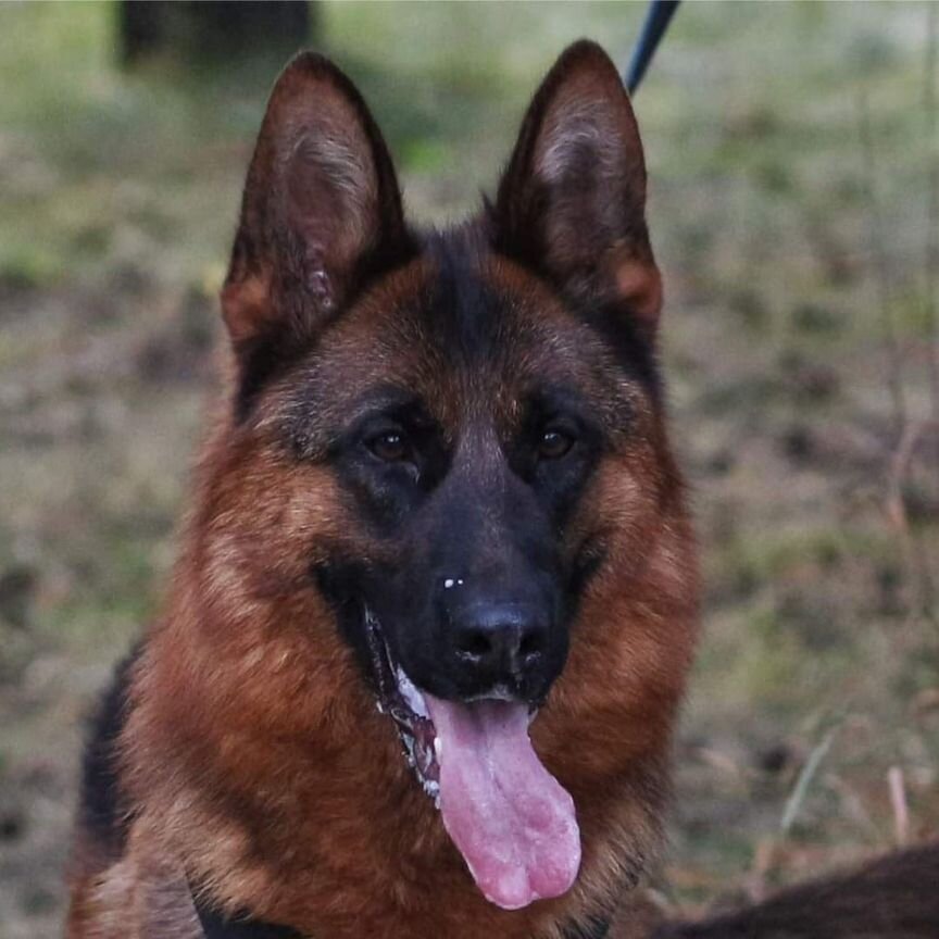 Немецкая овчарка в добрые руки