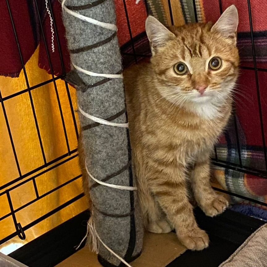 Котёнок в добрые руки