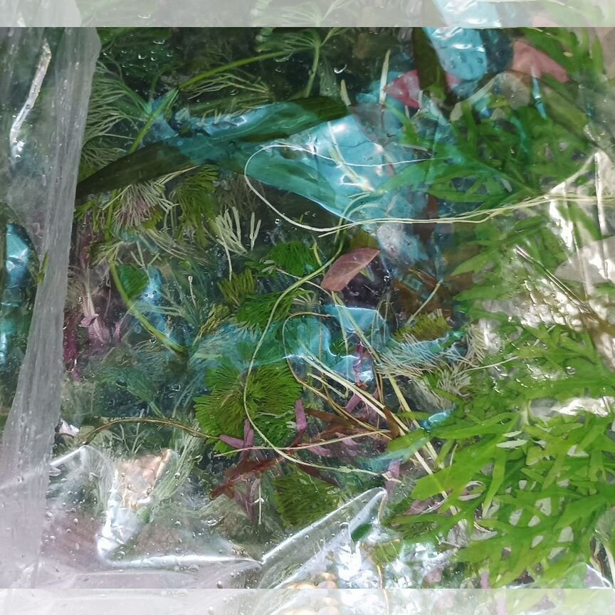 Аквариумные растения