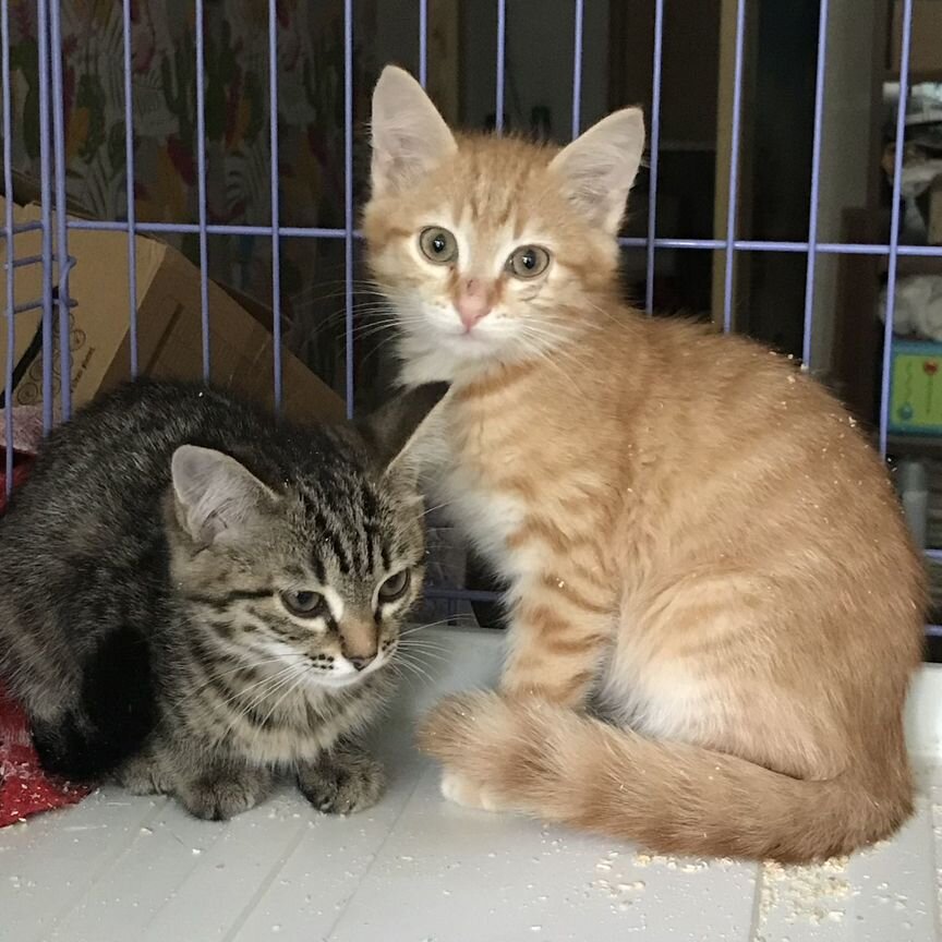 Котята ищут семью