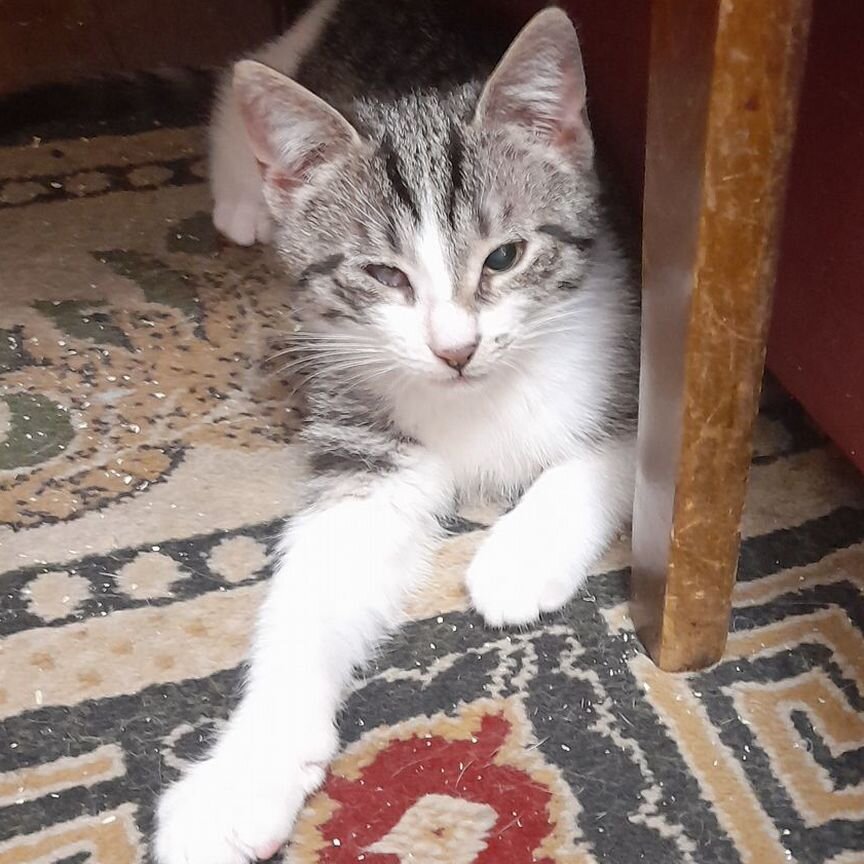 Котёнок в добрые руки