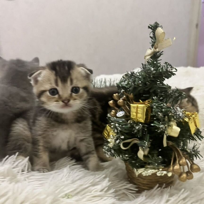 Шотландский вислоухий короткошёрстный котёнок