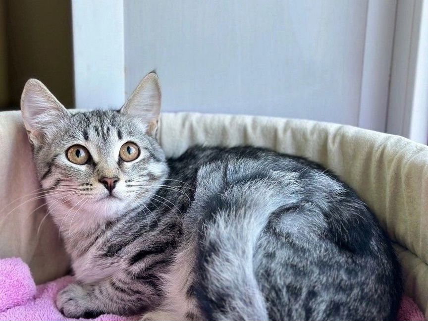 Грейси кошечка подросток (стерилизованная)