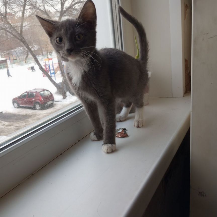 Сибирская кошка