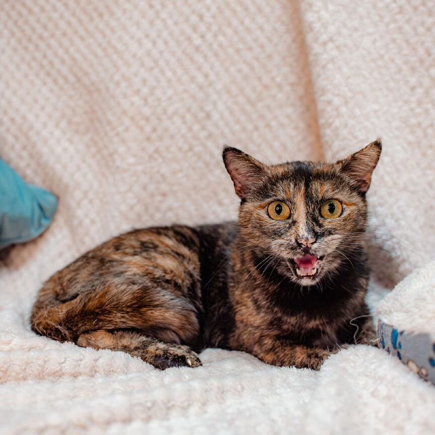 Мэри в добрые руки