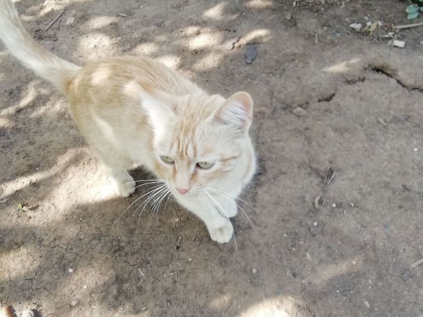 Кошки в добрые руки бесплатно