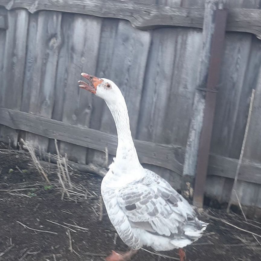 Гусь,поменяю на гусыню