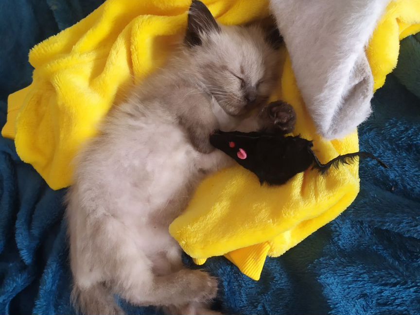 2х месячный котёнок