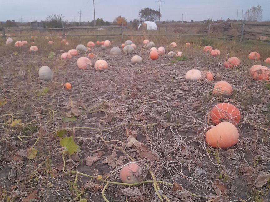 Тыква на корм скоту