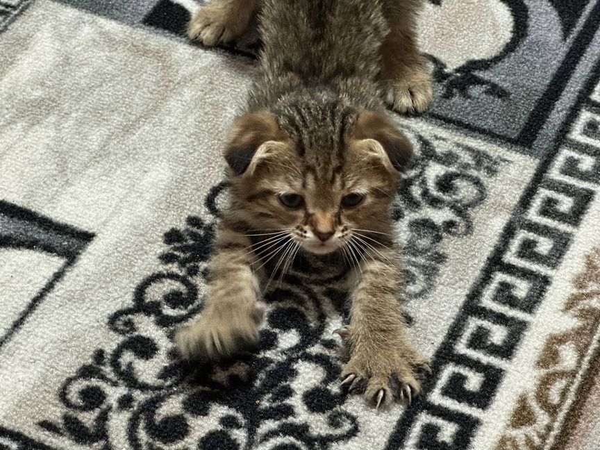 Котенок в добрые руки бесплатно породистый