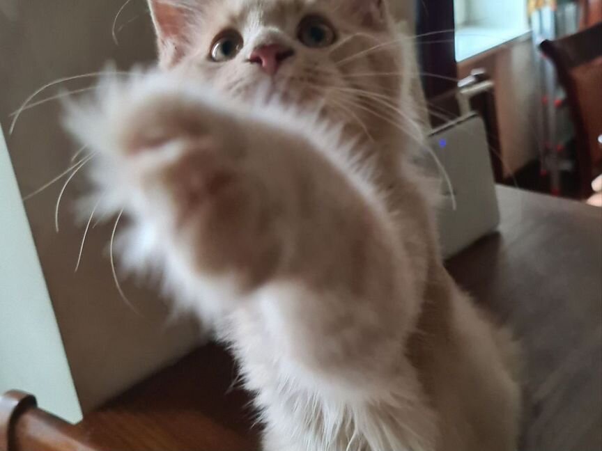 Мейн-кун котёнок мальчик 3,5 мес