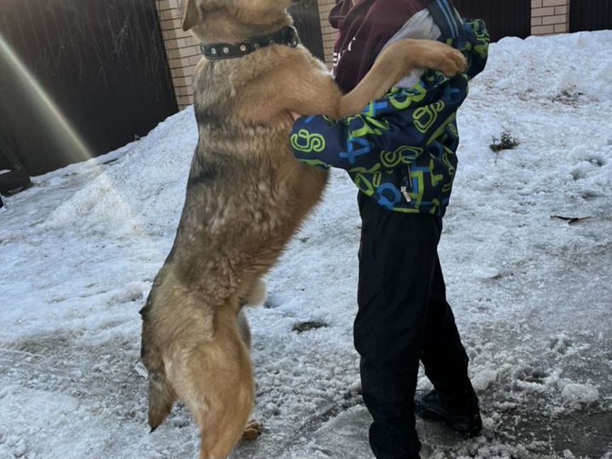 Вео в добрые руки