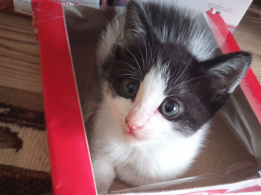 Котëнок в добрые руки
