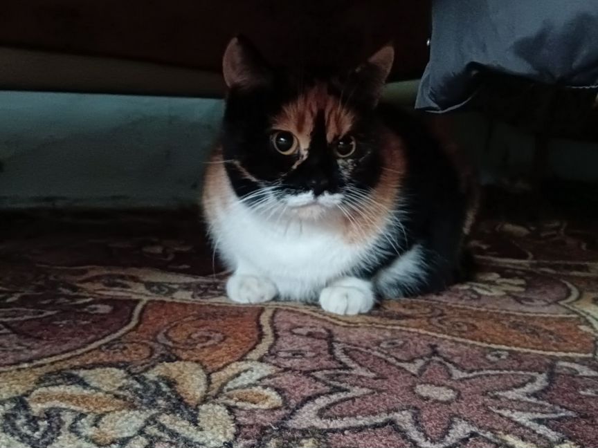 Кошка