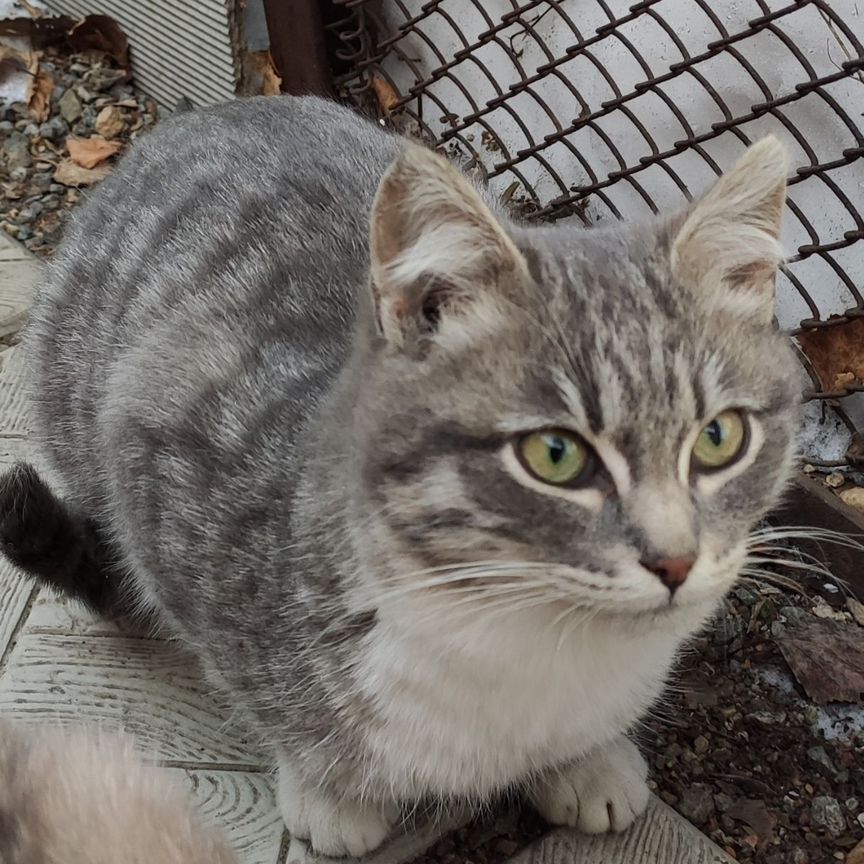 Котики бесплатно в добрые руки