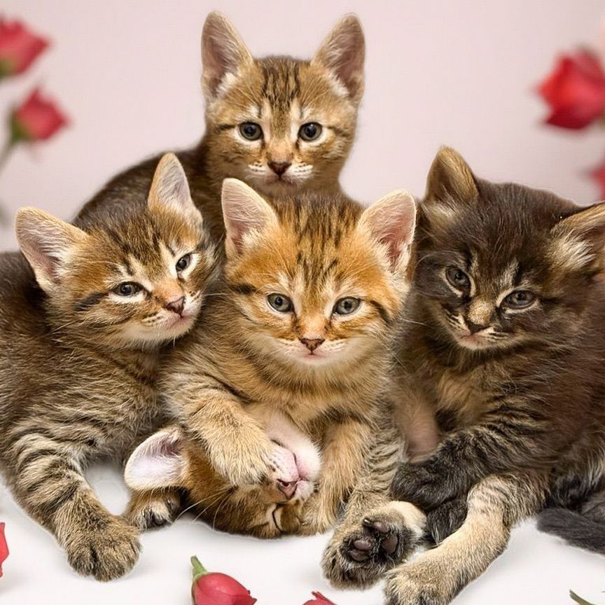 Котята в добрые руки