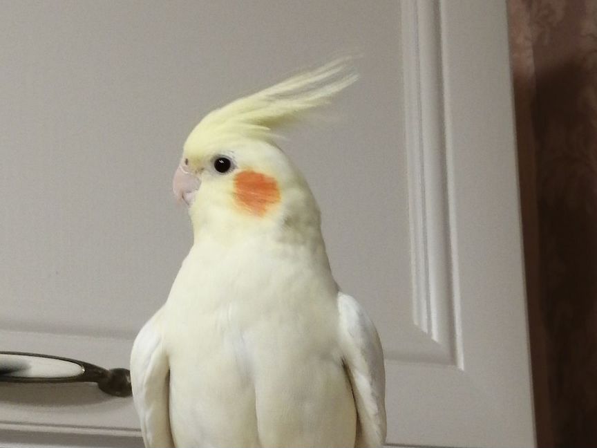 Попугай корелла самка