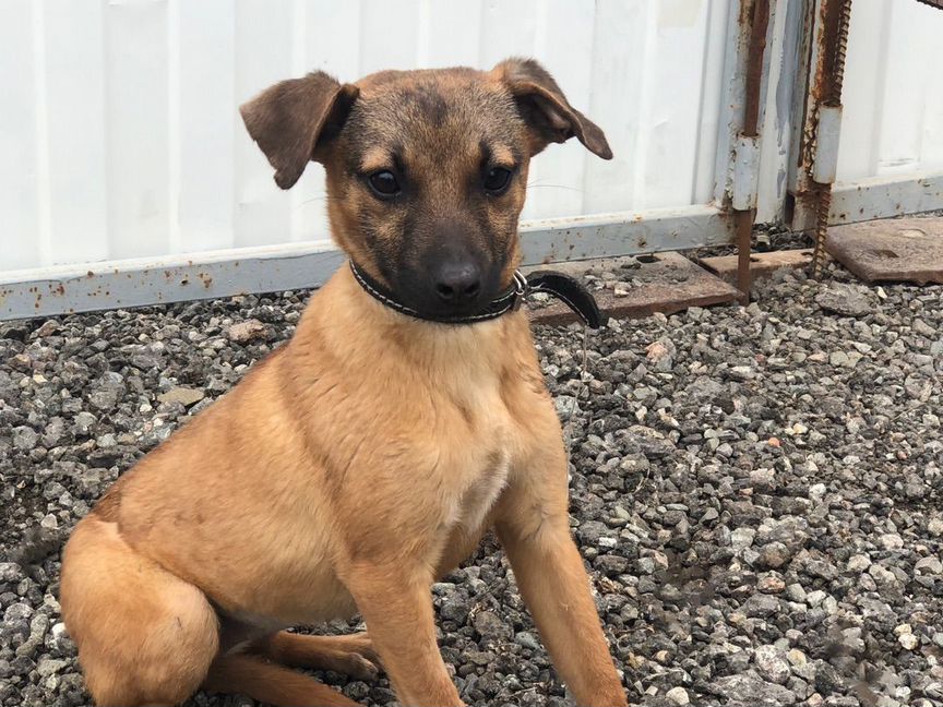 Щенки стаффорда