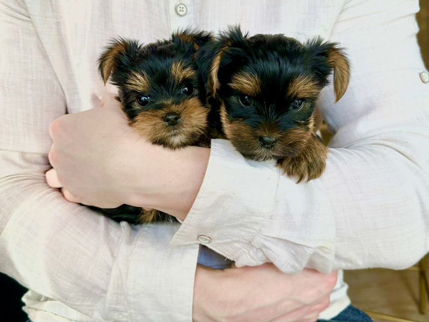 Йоркширский терьер щенки