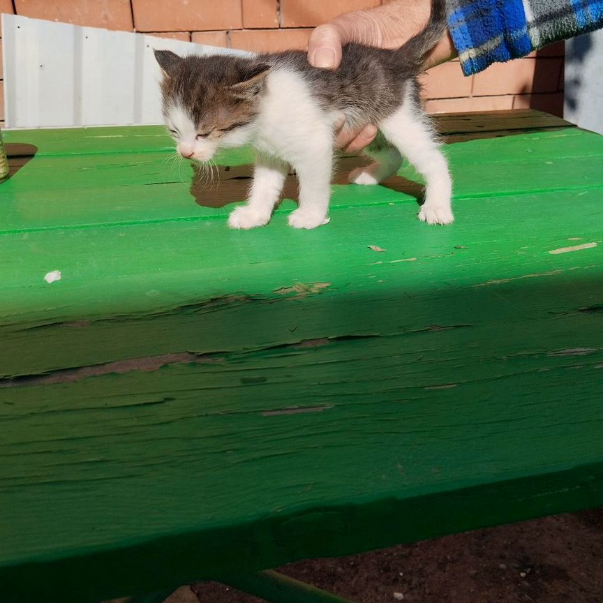 Домашние животные котята бесплатно